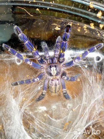 Паук птицеед, Poecilotheria metallica. l5-6