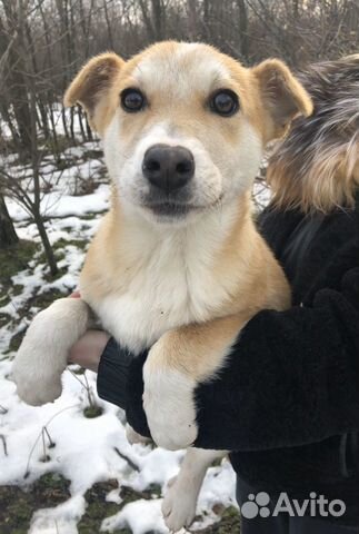 Рыжуля в добрые руки