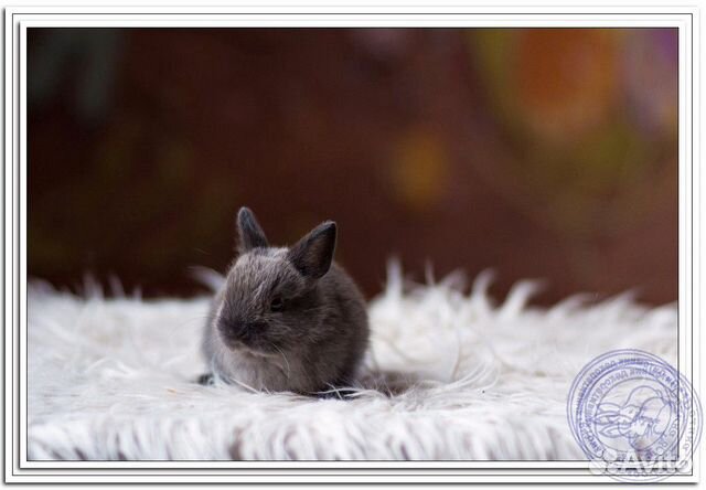 Девочка цветной карликовый кролик