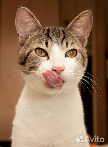 Ласковый парень Зефирчик 7-8 мес ищет свой дом