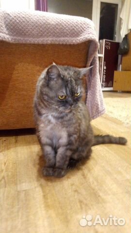 Кошка