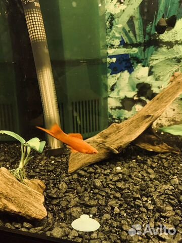 Меченосцы, желтая молли, креветки