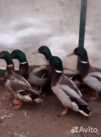 Селезень, Дикая подсадная утка, индюк