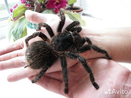 Лошадиный паук Lasiodora parahybana