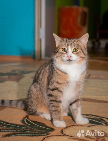 Эксклюзивный кот в добрые руки