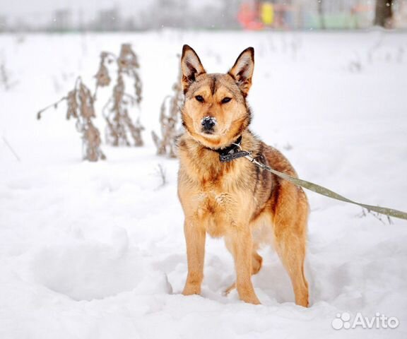 Отдам собаку в добрые руки