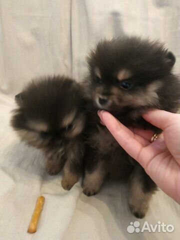 Две сестрички шпицули