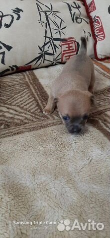 Щенята чихуахуа родились 25 01 2020 милые игривые