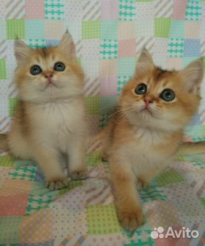 Золотые милашки