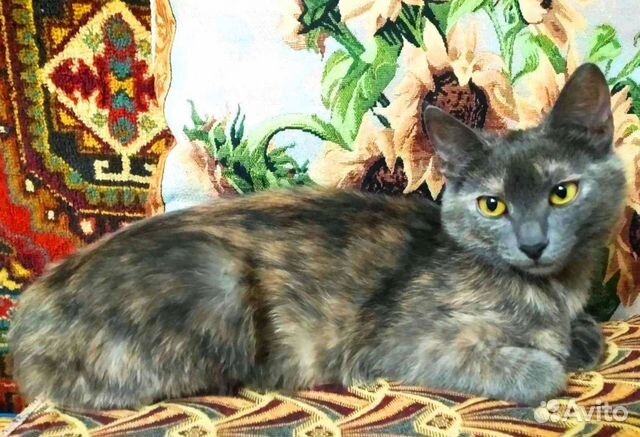 Нежная Тася