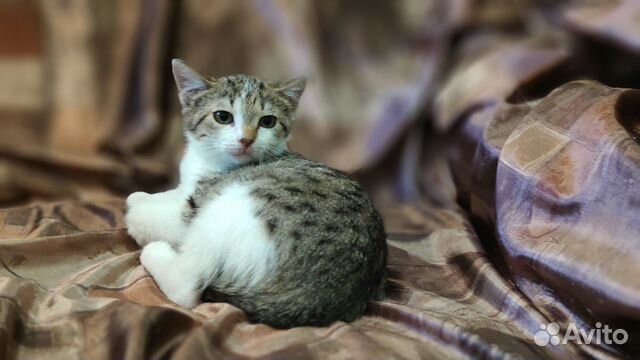 Серый(с белым) котенок в очень заботливые руки