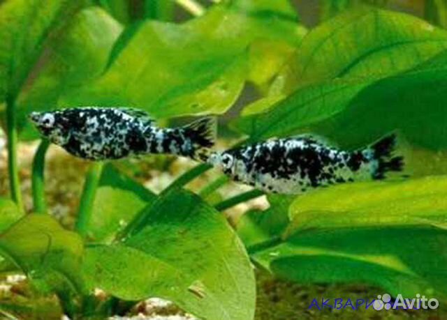 Рыбки молли