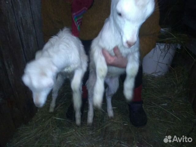 Продам козлят на племя