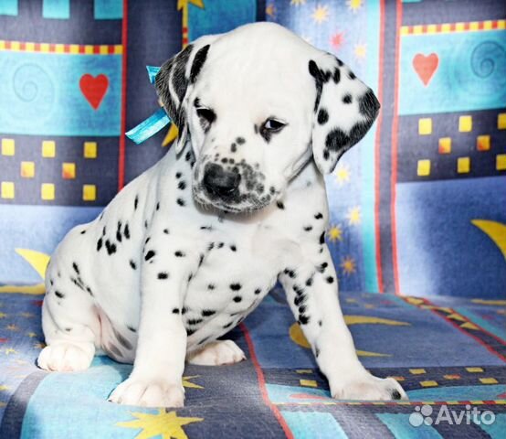 Мальчишка. Красивый, Игривый. Готов к переезду