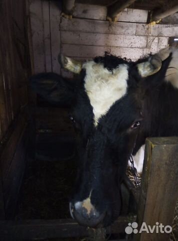 Продаётся молодая, дойная корова- Милка