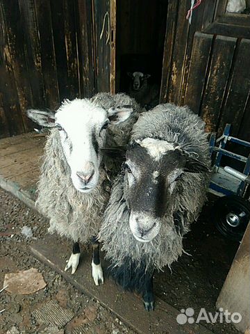 Баран, овцы, ярки