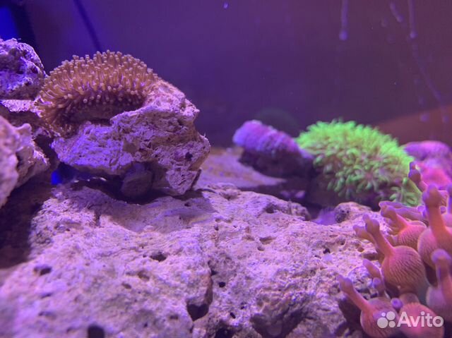 Коралл саркофитон