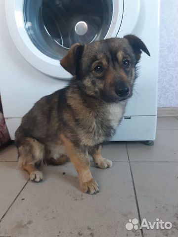 Ищет дом мелкий песик Тэдди