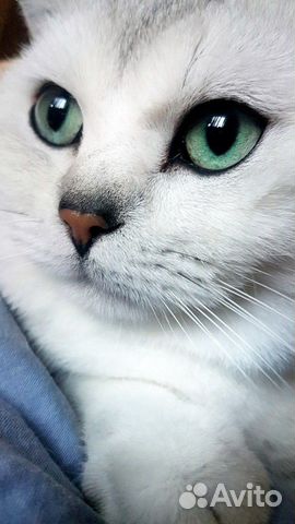 Котик шотландский шиншилла приглашает на вязку