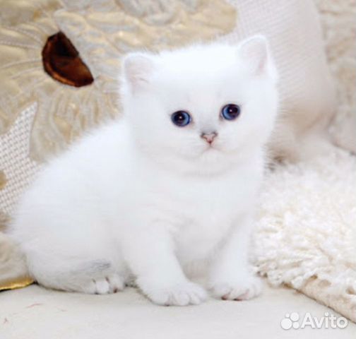 Шикарная шиншилла