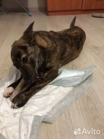 Тигровая коротколапка