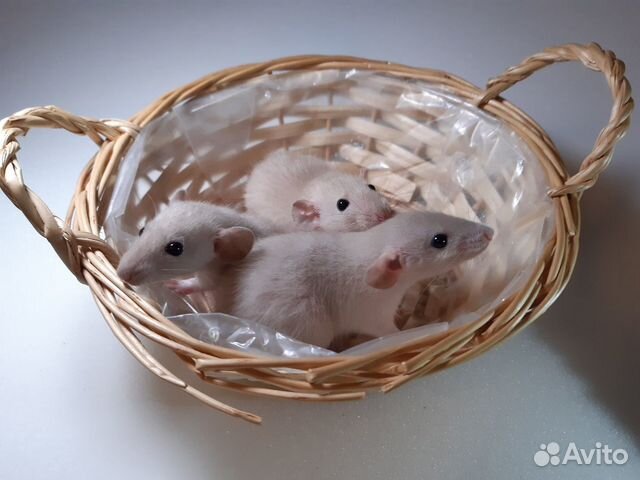 Декоративная крыса, крысята