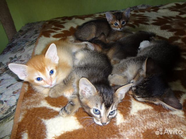 Абиссинчики метисы