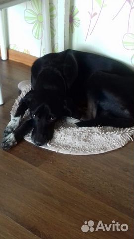Отдам собаку бесплатно в хорошие руки