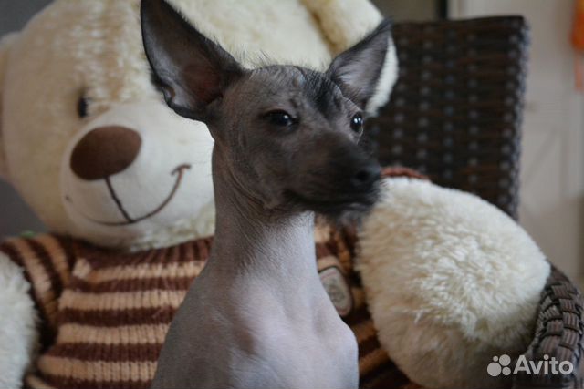 Принц мексиканской голой мини