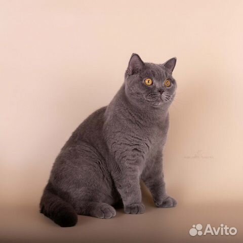 Британский котик 10 месяцев из питомника