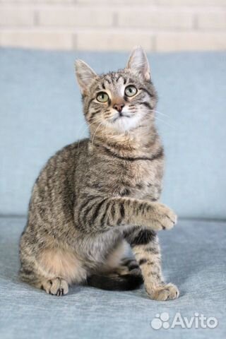 Котенок в добрые руки