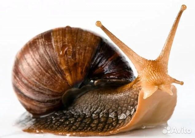 Ахатина гигантская (Achatina fulica)
