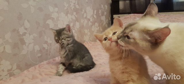 Котята Шотландские
