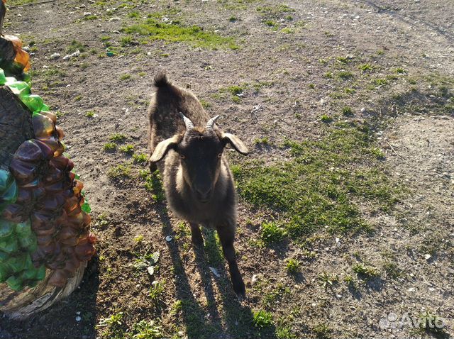 Продам молодую козочку