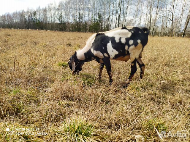 Козел нубийский чп