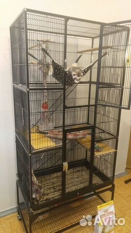 Хорек с клеткой и много всего, в хорошие руки