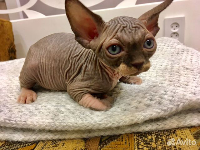 Сфинкс канадский