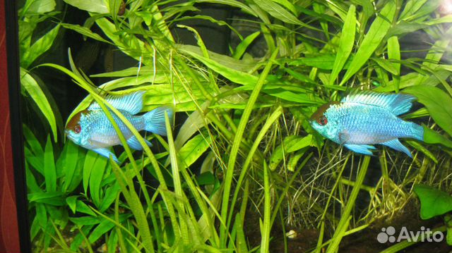 Апистограммы