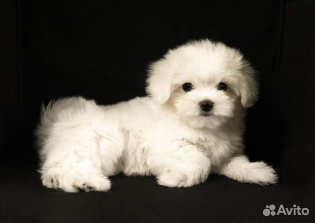 Девочка мальтезе (мини) от чемпионов