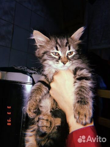 Тосенька ищет дом