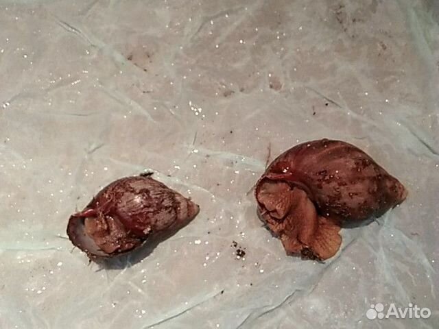 Улитки ахатины иммакулята