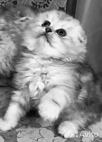 Шотландский котик