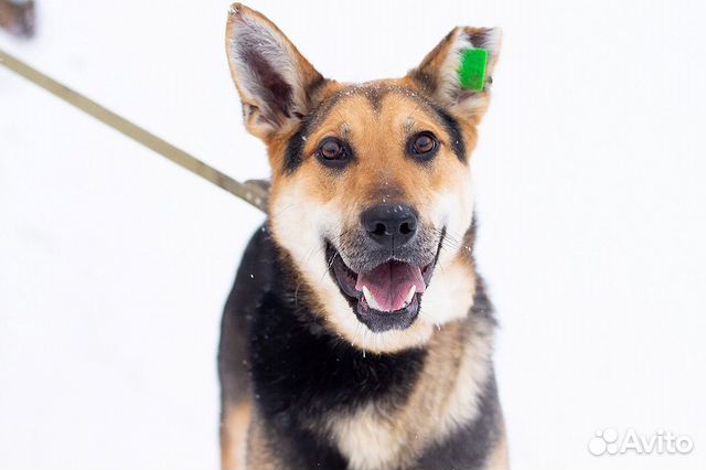 Пёс - огонь в добрые руки