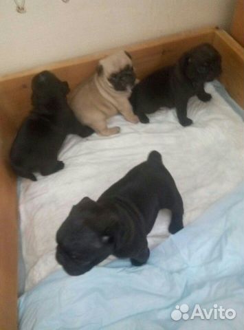 Мопы. Черные и бежевый