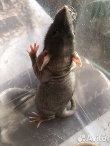 Крысята,девочки фазз