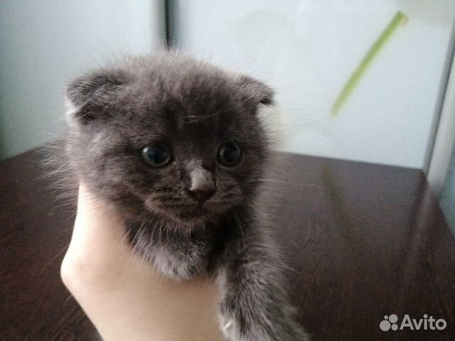 Шотландская