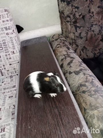 Морская свинка
