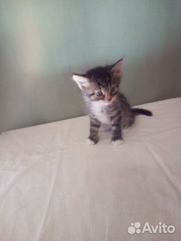 Восхитительные котята