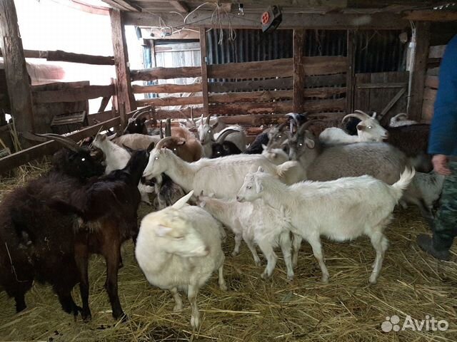 Козы с козлятами