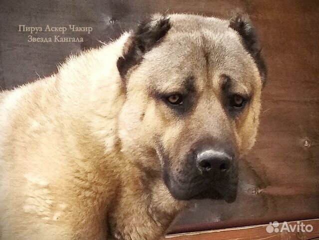 Кангал, вязка